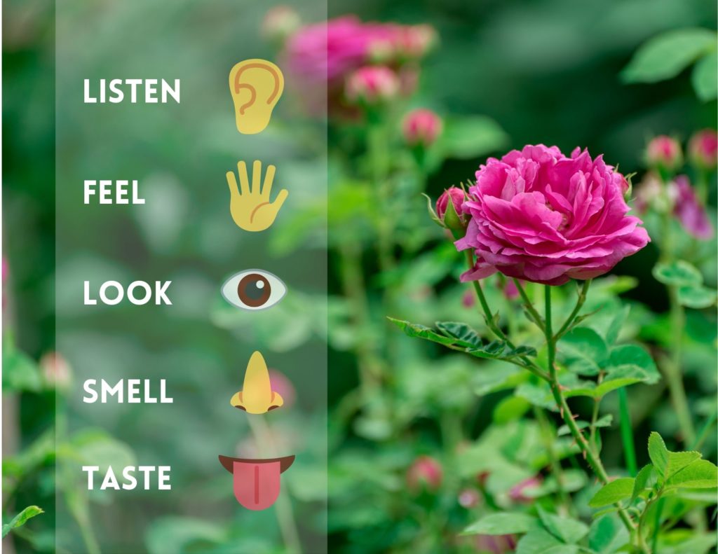 Stop to Smell the Roses – Mindfulness Practice | Sunflower Hill